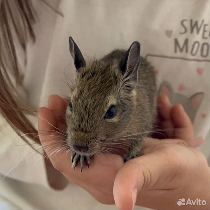 Белка Дегу самец