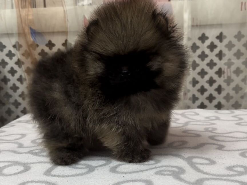 Супер мишка мальчик