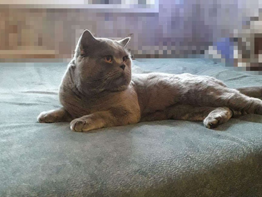 Шотландский кот на вязку