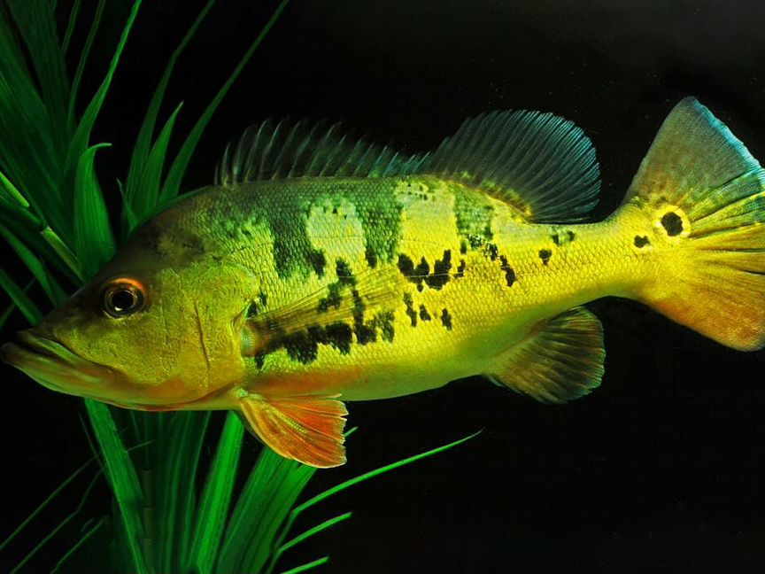 Цихла Монокулус (Cichla monoculus)