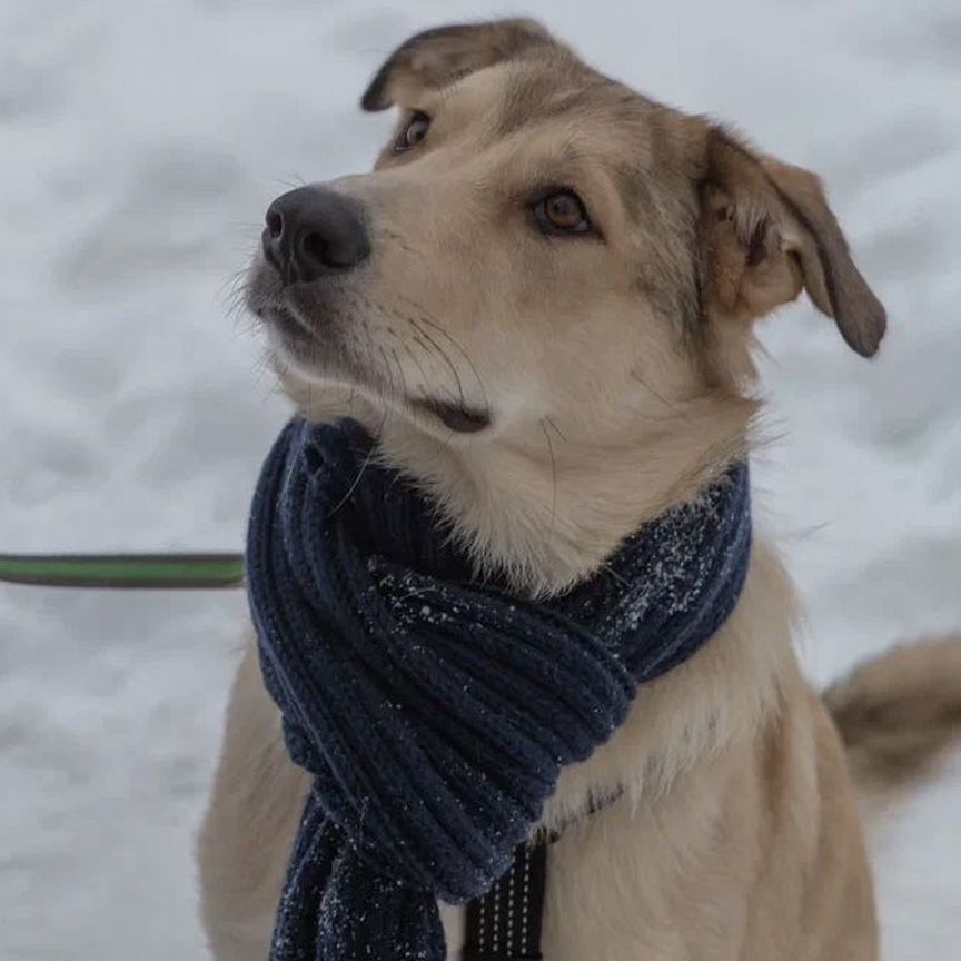 Взрослый пёс в добрые руки