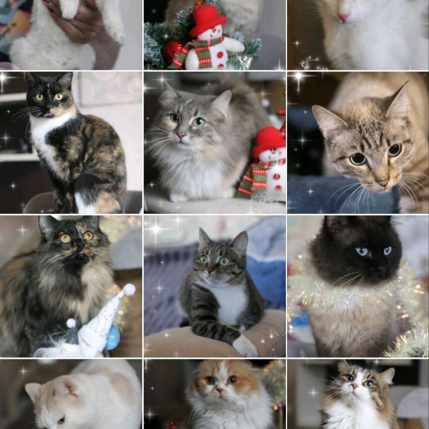 Котики приютов поздравляют с Новым годом