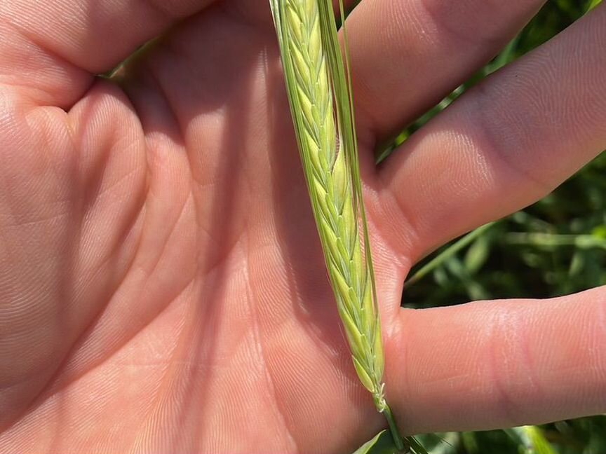 Ячмень Ратник