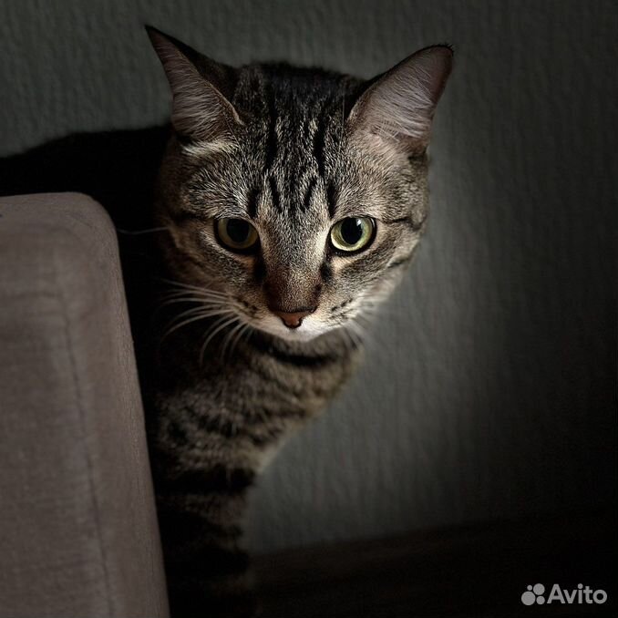 Котик 1,5 годика