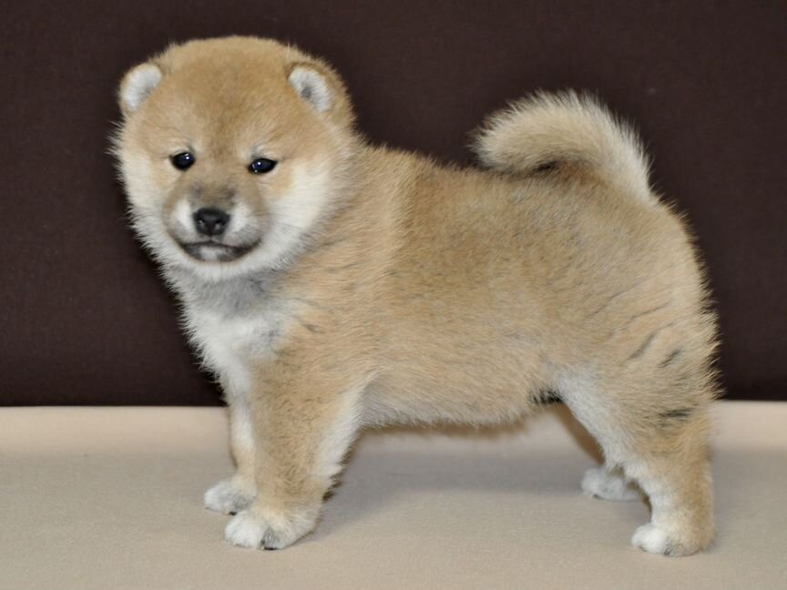 Щенки сиба шиба ину