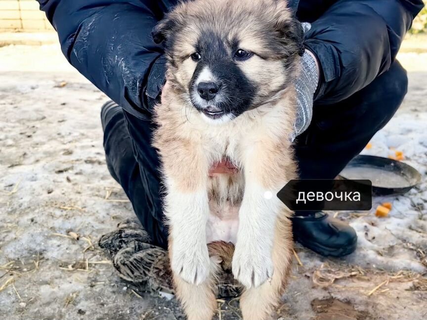 Щенята (собаки) в добрый руки