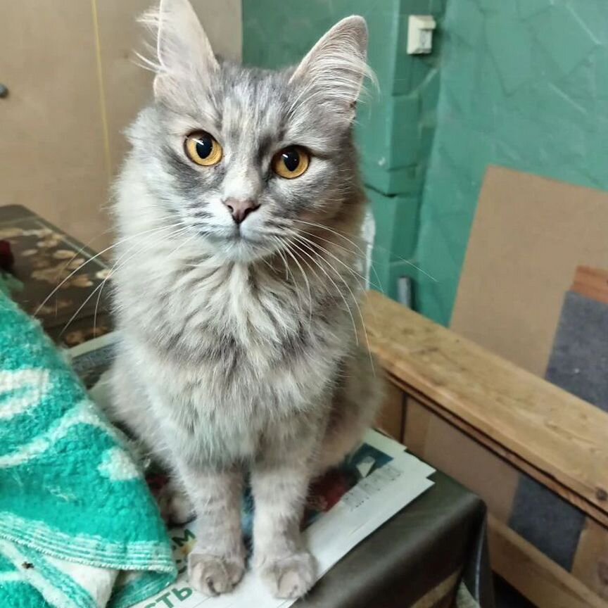 Сибирский котёнок