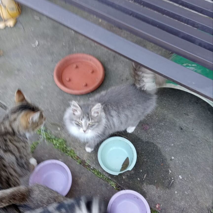 Котёнок