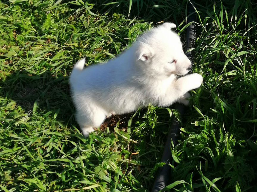 Щенки западно-сибирской лайки