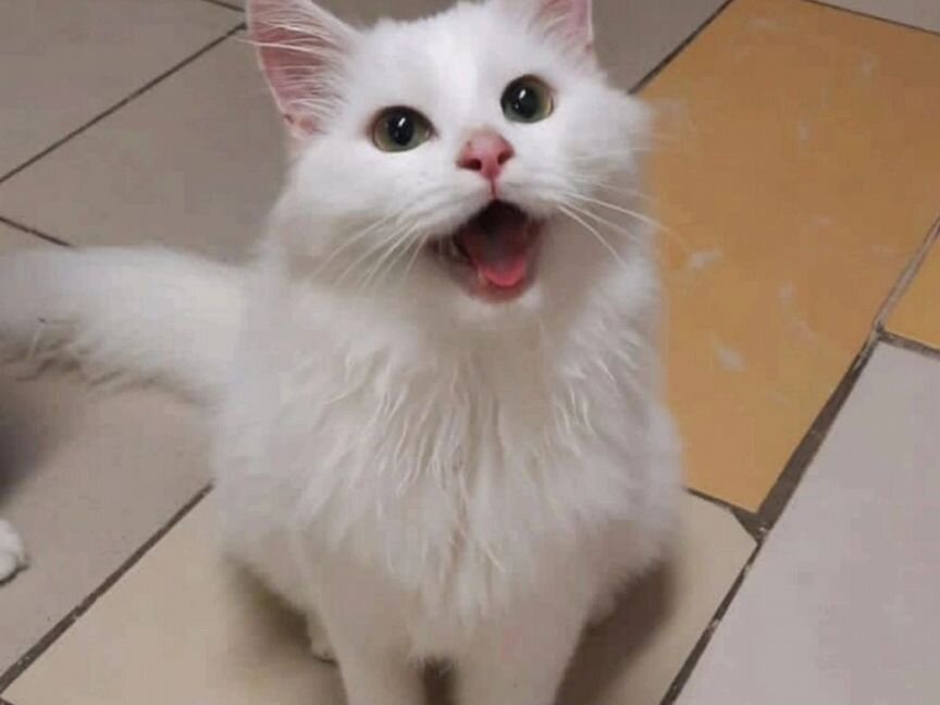 Стив хочет к маме