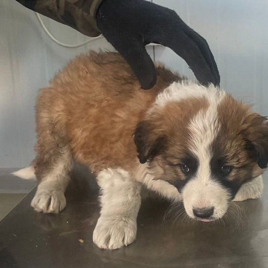 Йоркширский терьер, щенок