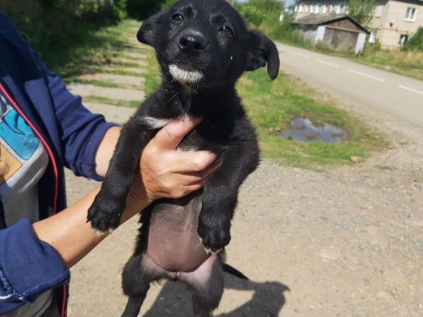 Щенки в добрые руки