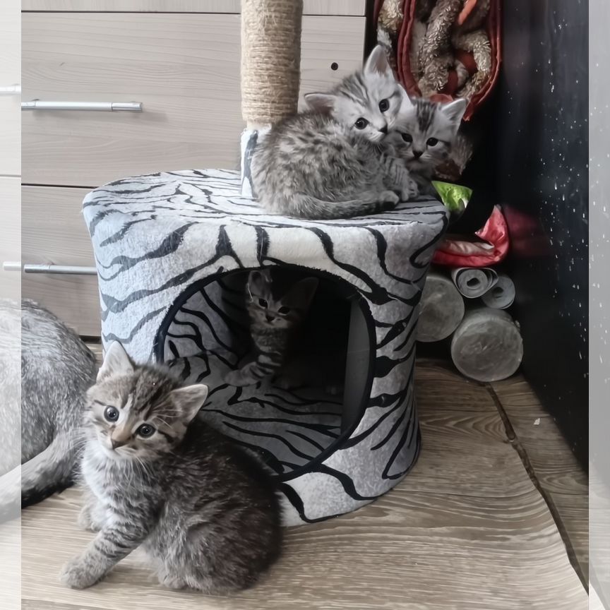 Шотландский прямоухий короткошёрстный котёнок