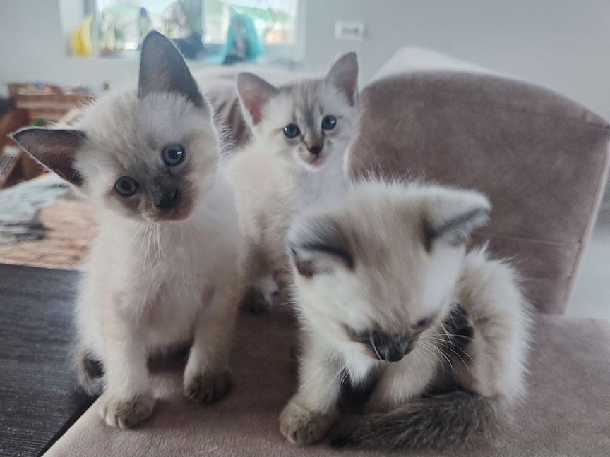 Котята невские маскарадные тайские
