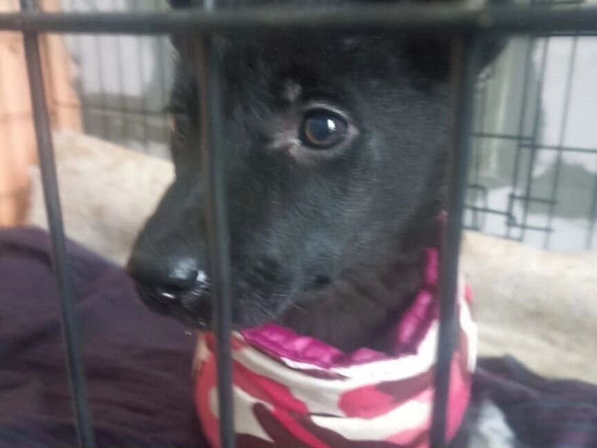 Щенулька-брюнеточка: подкинули в приют, ищем дом