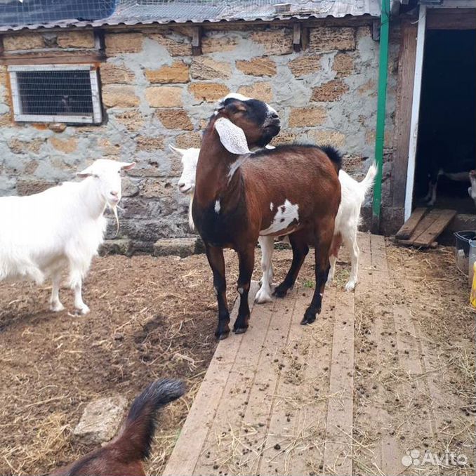 Козел на вязку