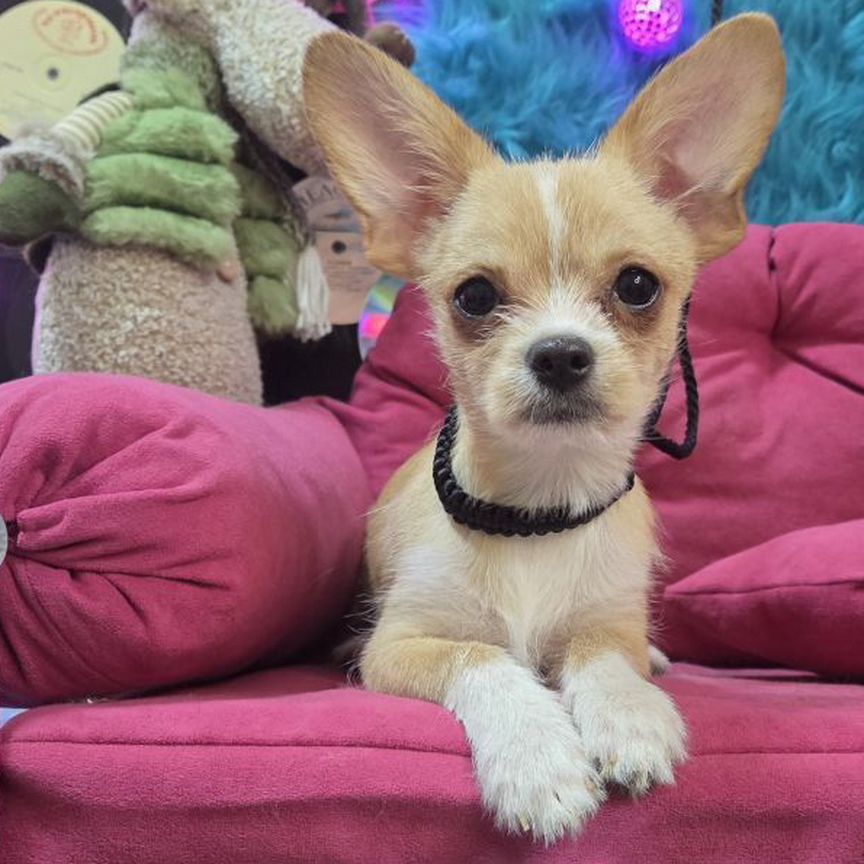 Чихуахуа, щенок