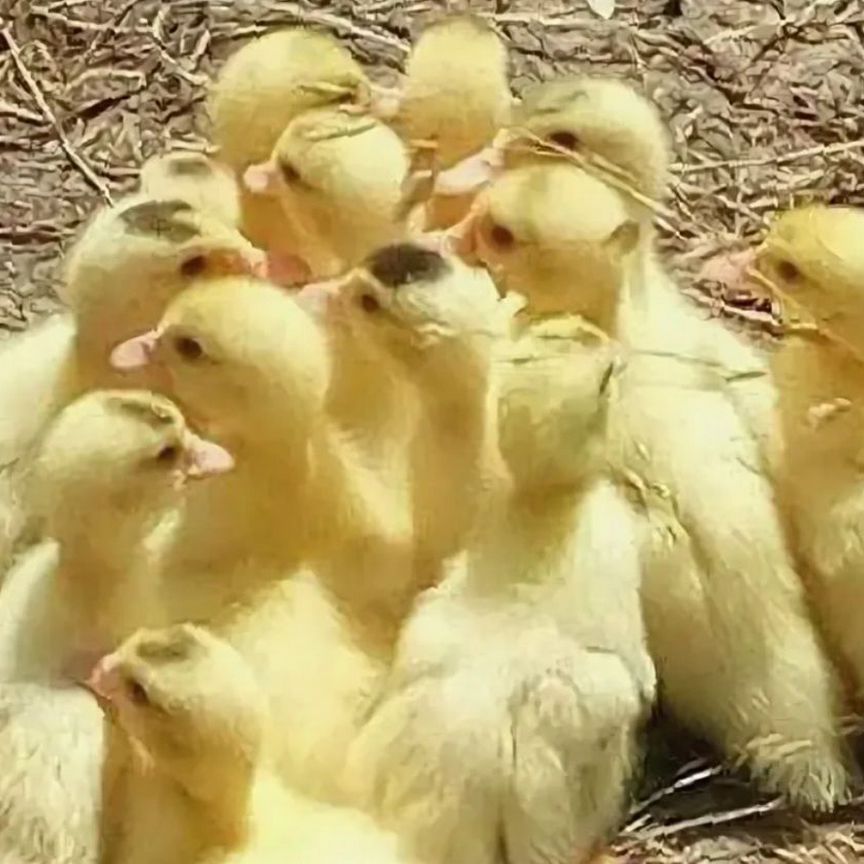 Индоутята белые