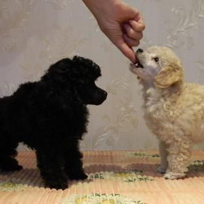 Той-пудель щенки