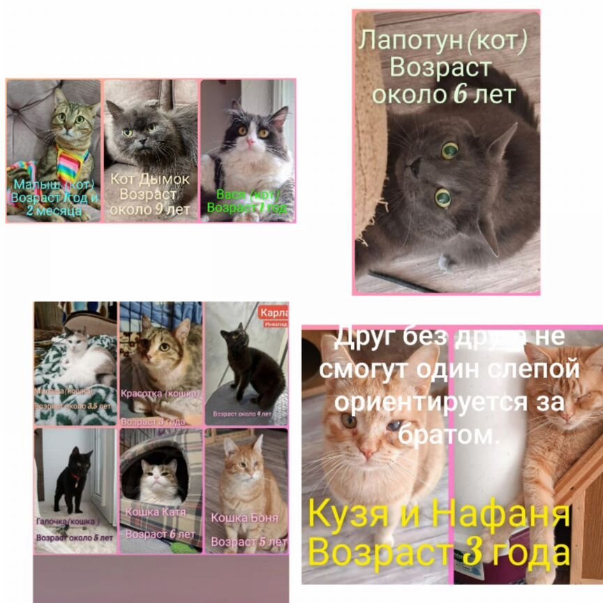 Отдам котов и кошек в добрые руки