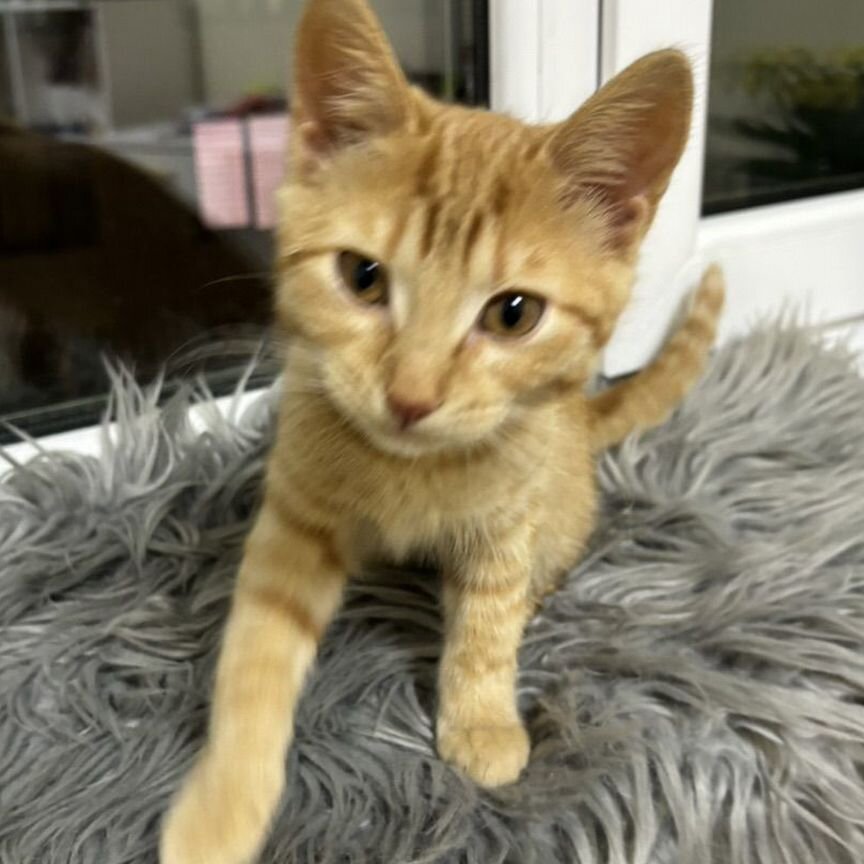 Отдам котенка в добрые руки