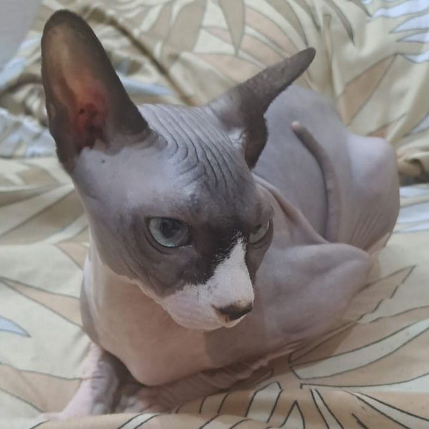Кот сфинкс