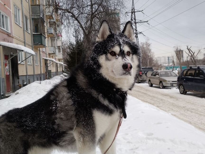 Сибирский хаски вязка