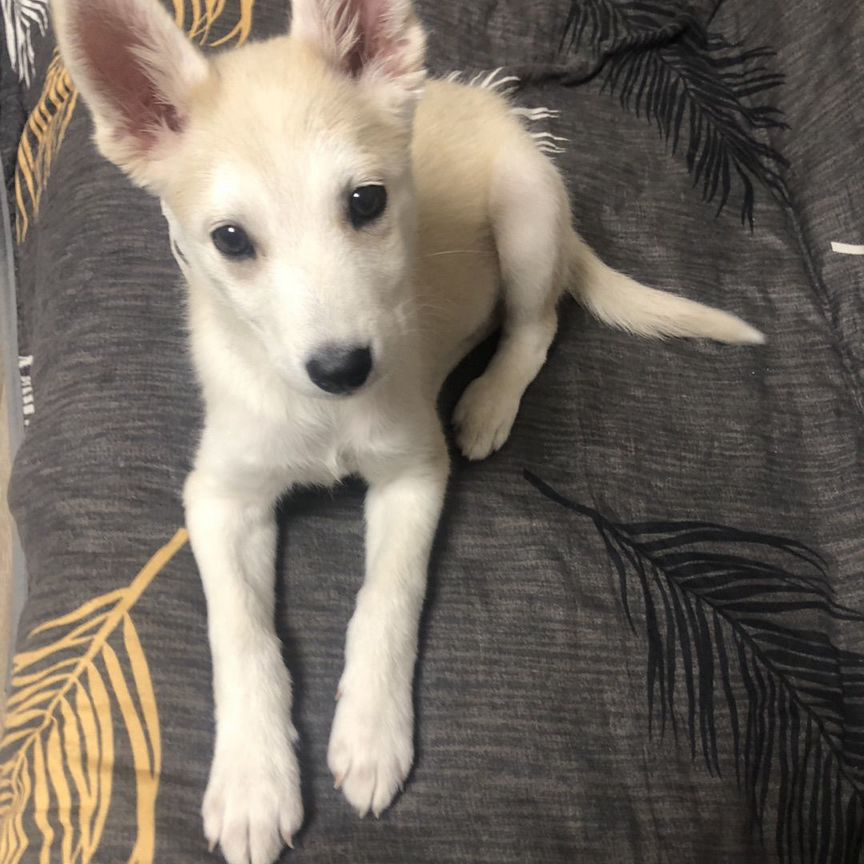 Щенок в добрые руки