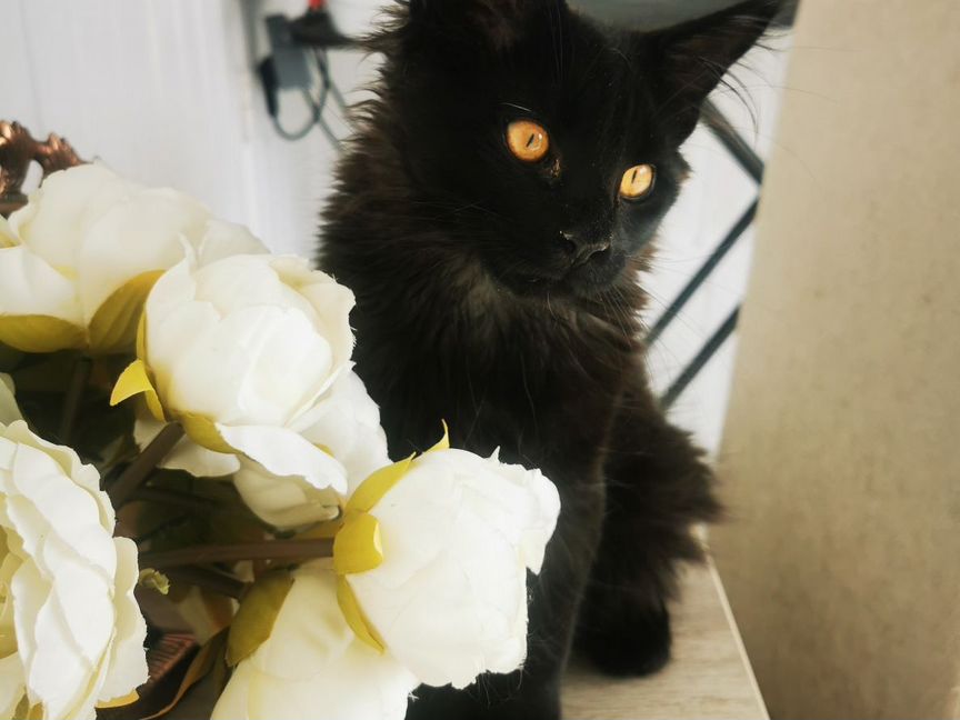 Котята мейн-кун черный солид