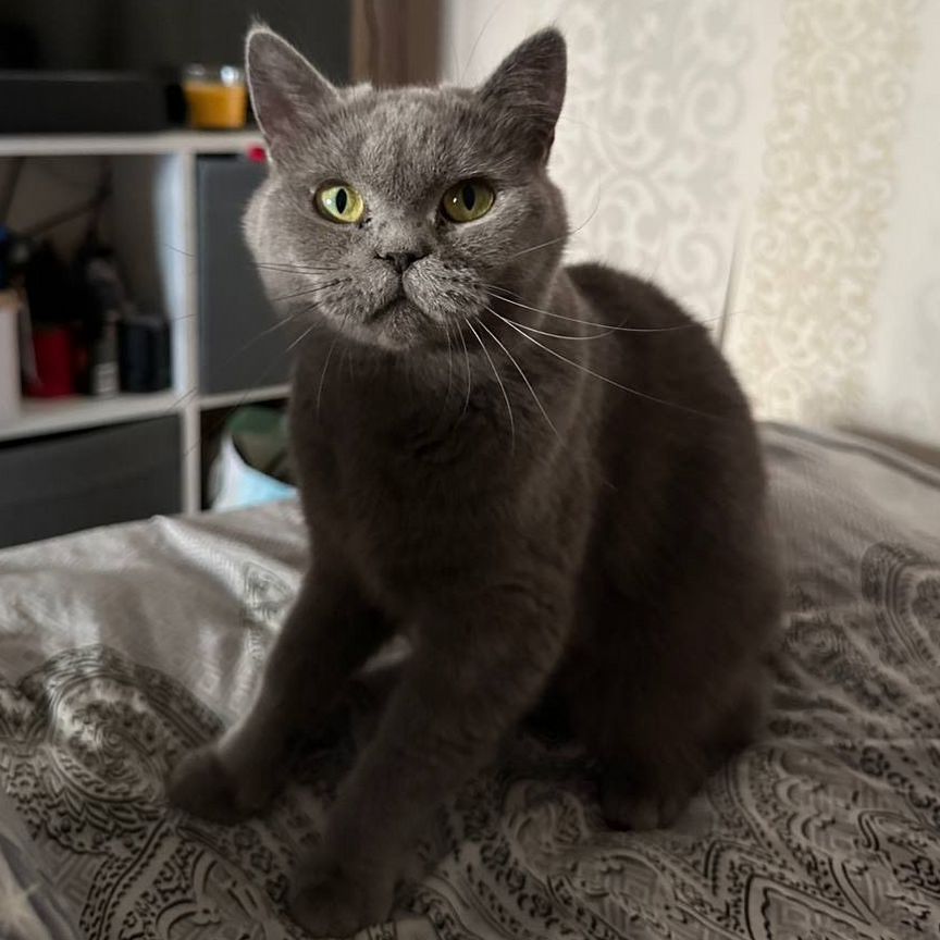 Отдам в добрые руки кошечку