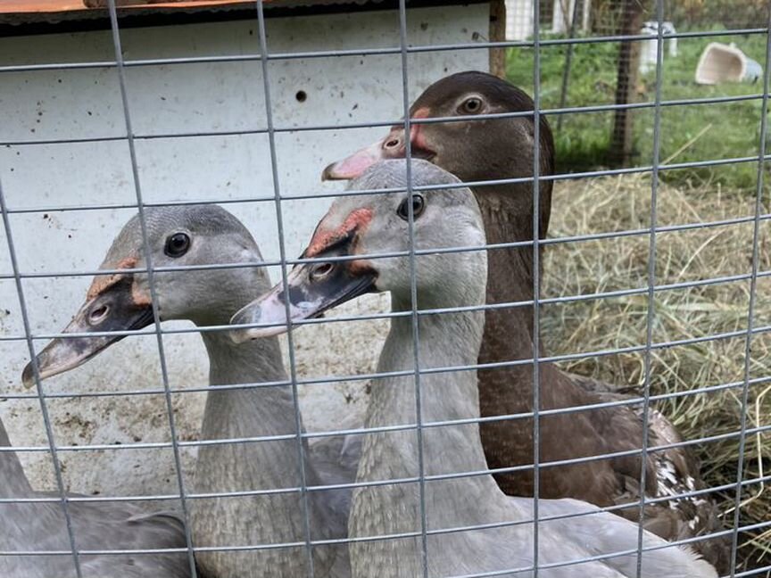 Мускусные утки