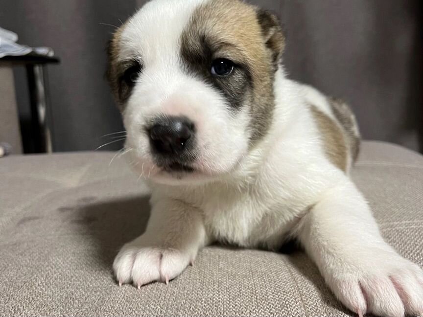 Среднеазиатская овчарка алабай щенки