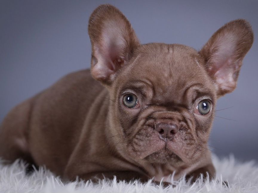 Французский бульдог, мальчик