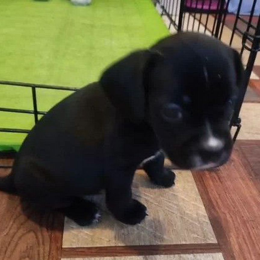 Французский бульдог, щенок