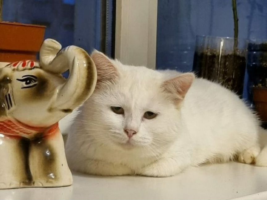 Котик Стасик милый стесняшка