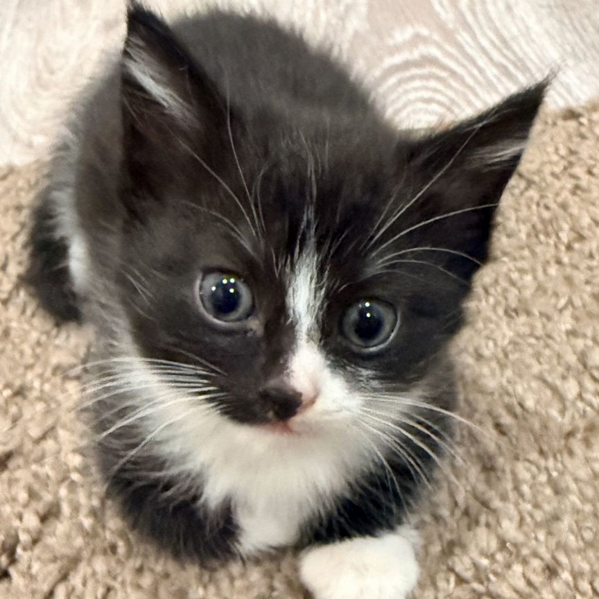 Котёнок в добрые руки