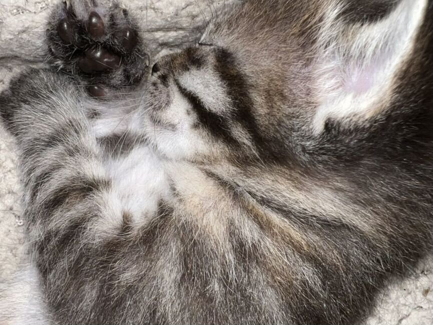 Котята в добрые руки бесплатно