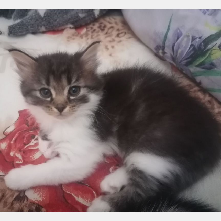 Отдам котят в заботливые руки