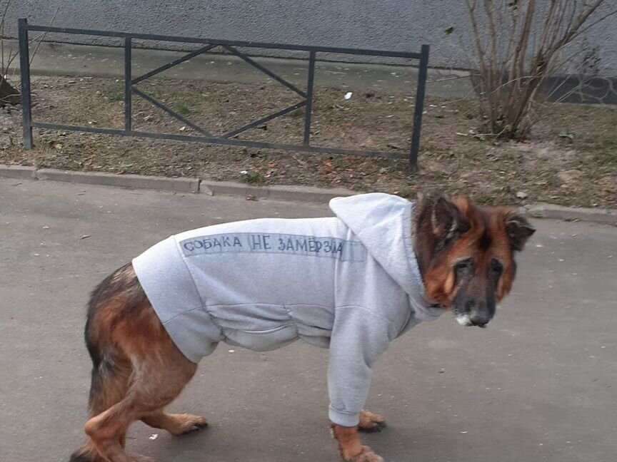 Одежда для немецкой овчарки в дар