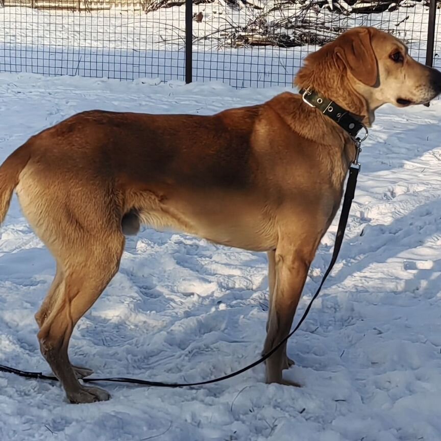 Взрослый пёс в добрые руки