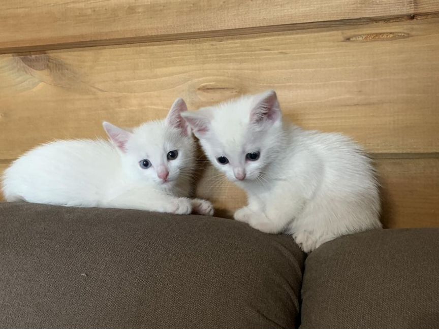 Кошка в дар бесплатно