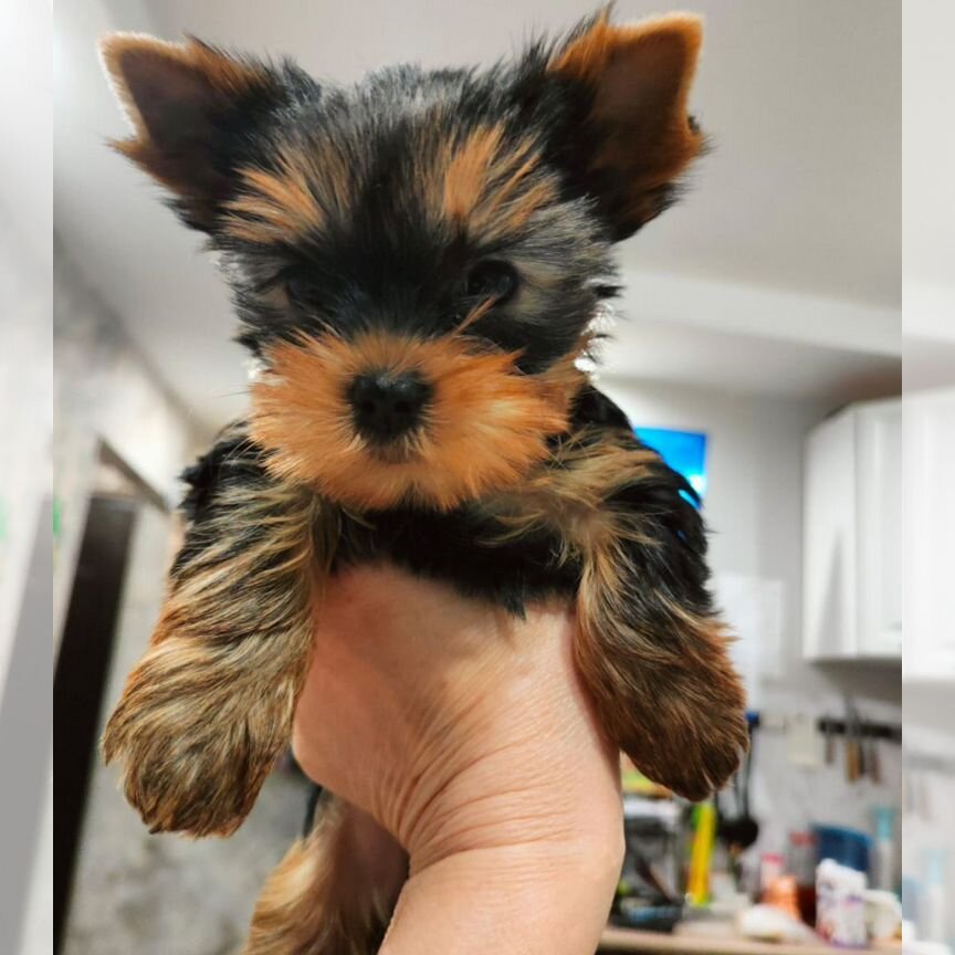 Йоркширский терьер, щенок