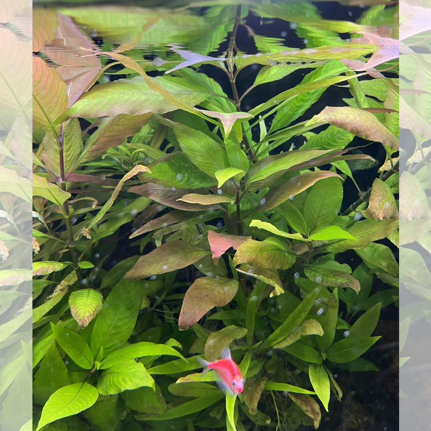 Прополка аквариума