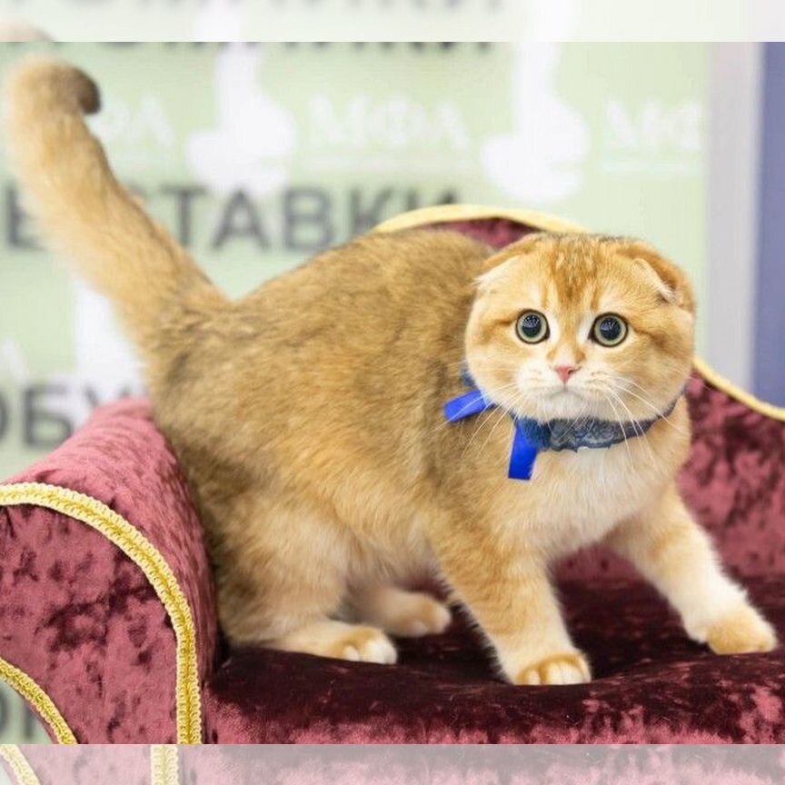 Шотландский кот в разведение