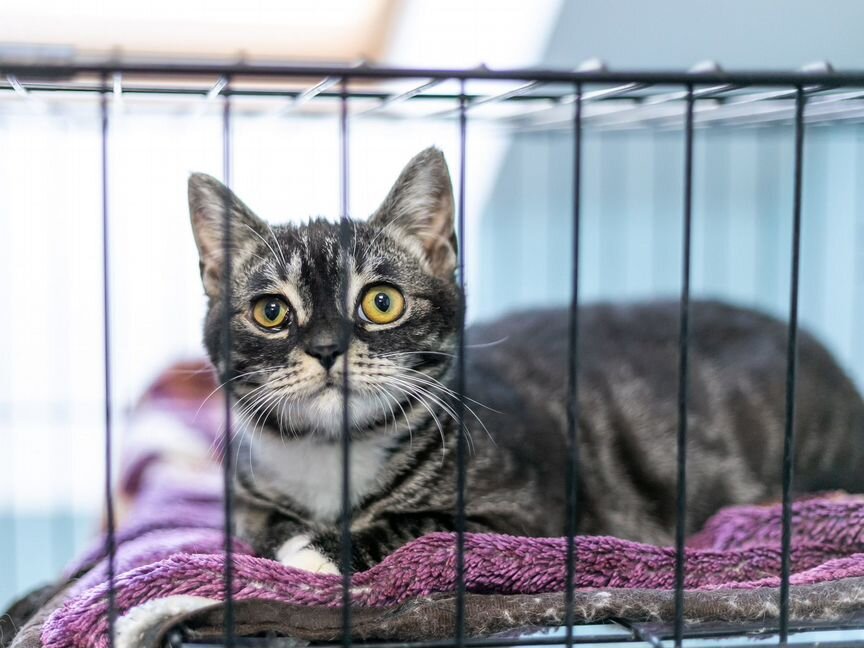 Котик роскошного окраса в добрые руки