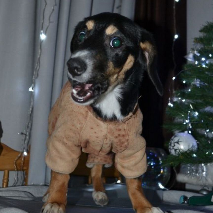 Щенки