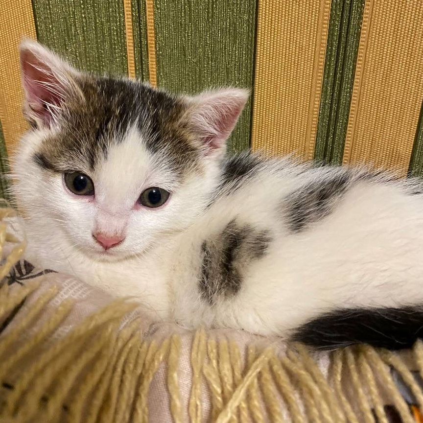 Котёнок в добрые руки