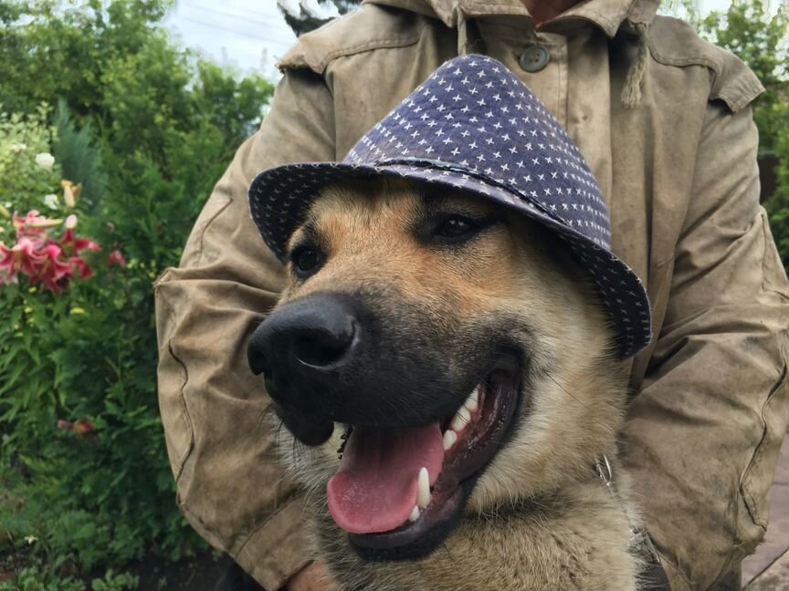 Собачка коротколапая овчаренка 10 месяцев в добрые