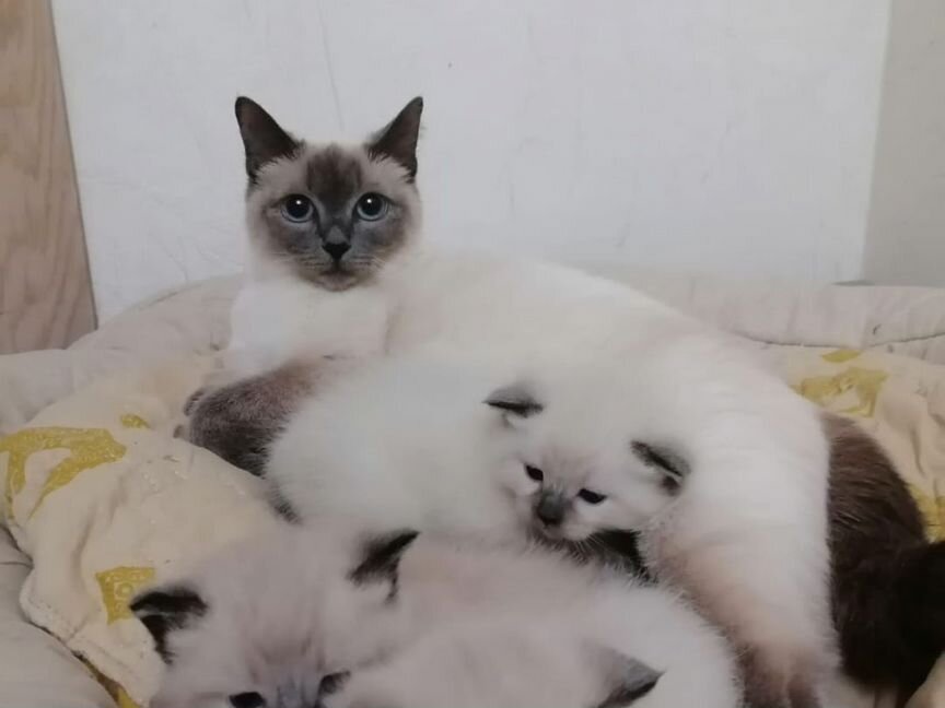 Кошки