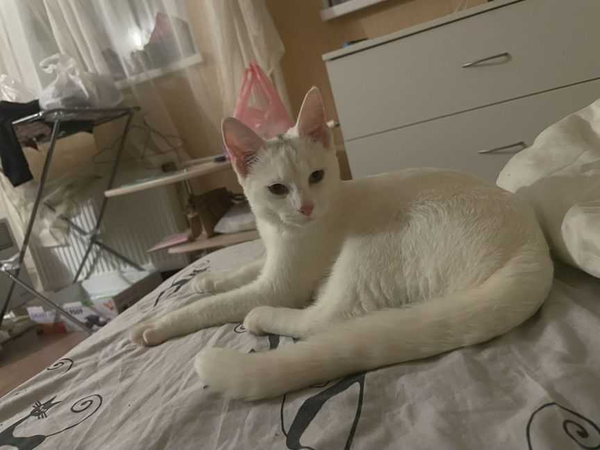 Кот в добрые руки